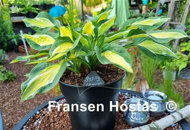 Hosta Gypsy Lemon - Fransen Hostas